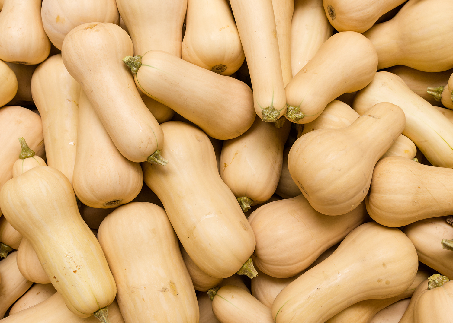 All About Butternut Squash