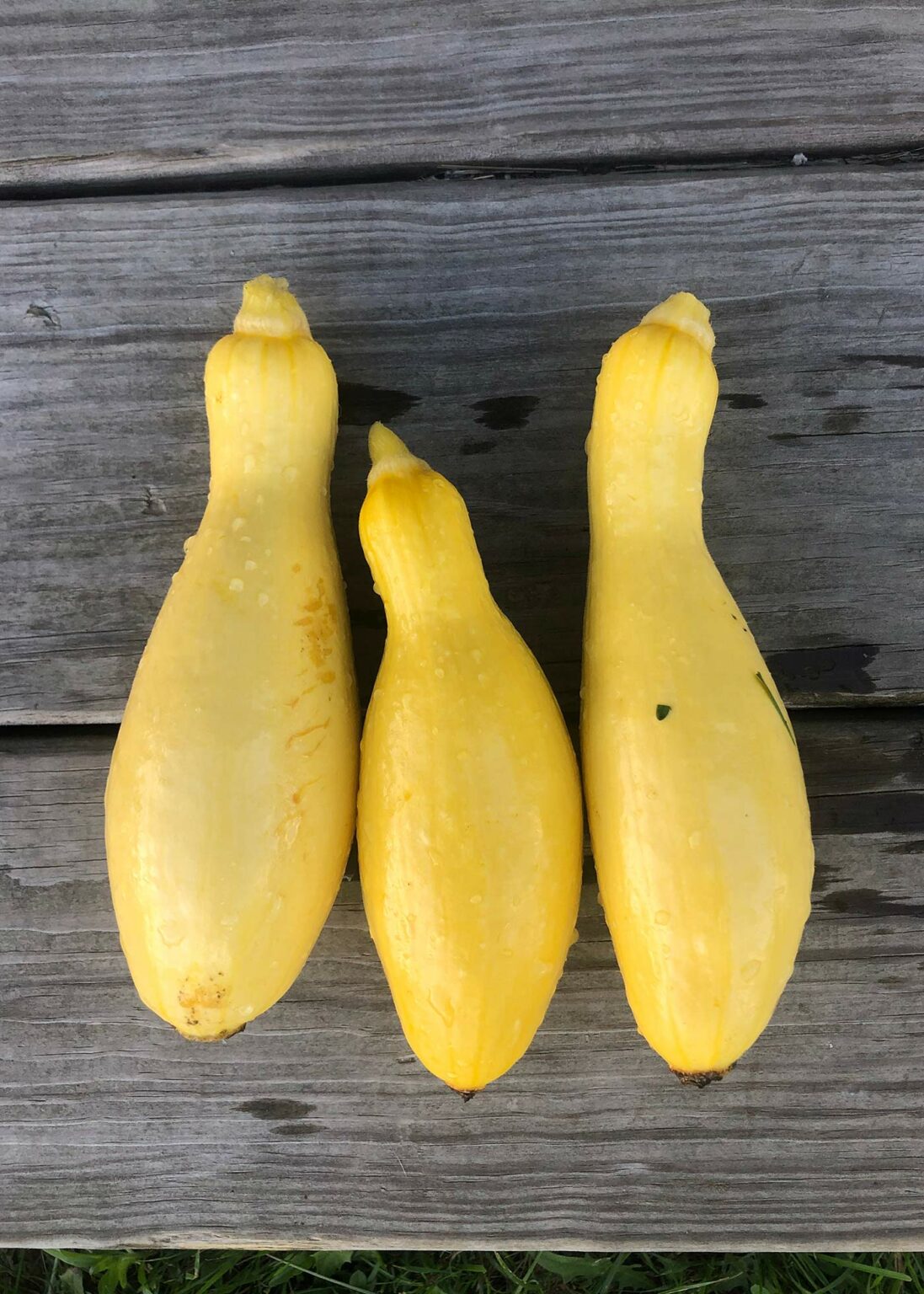 Crookneck Squash Pictures and Information