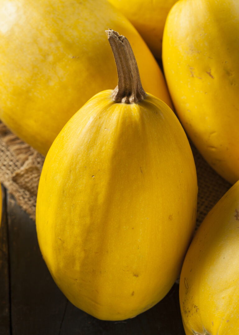 Spaghetti Squash Pictures and Information