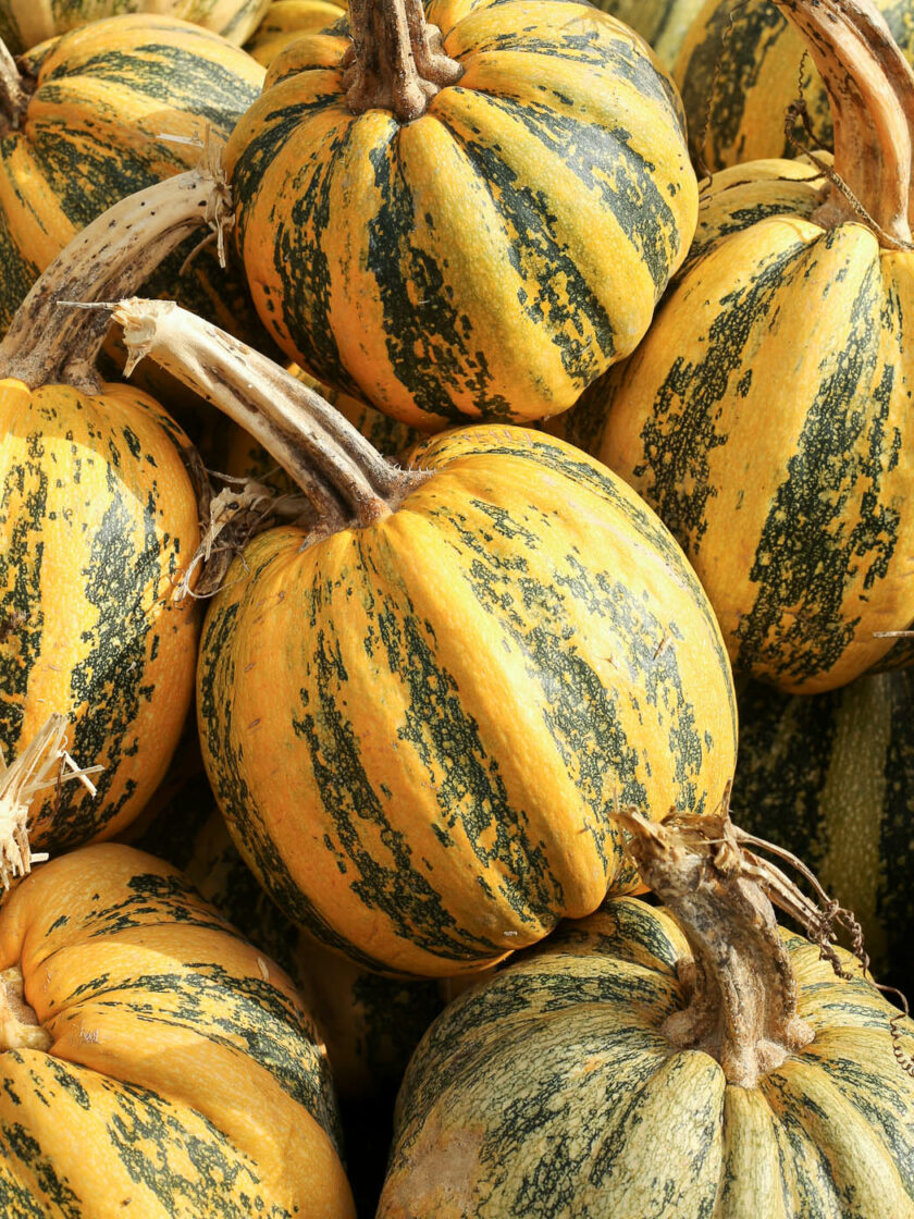 Squash & Pumpkin Encyclopedia Archives - Good Gourds