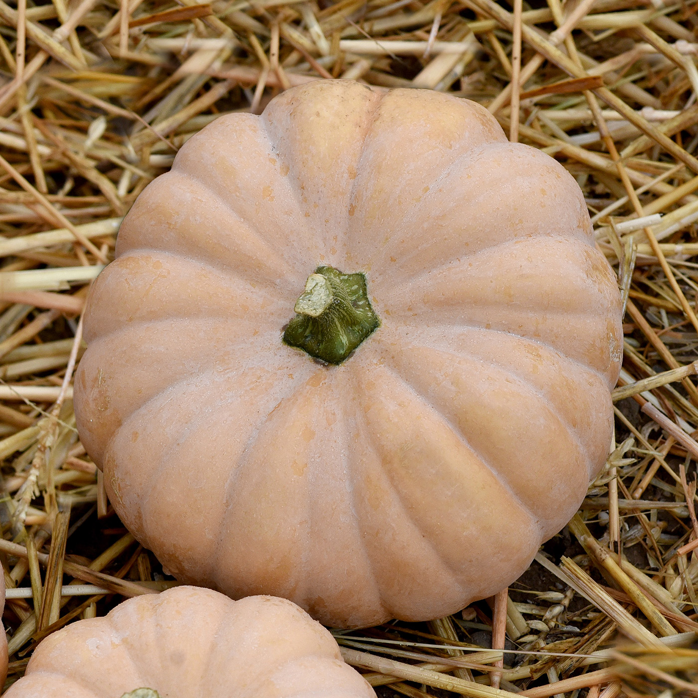 73 Types of Squash (A-Z Guide with Pics)