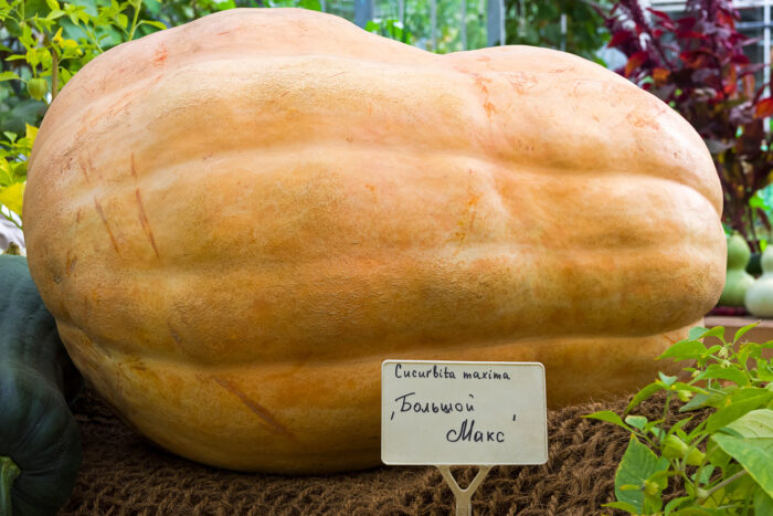 73 Types of Squash (A-Z Guide with Pics)