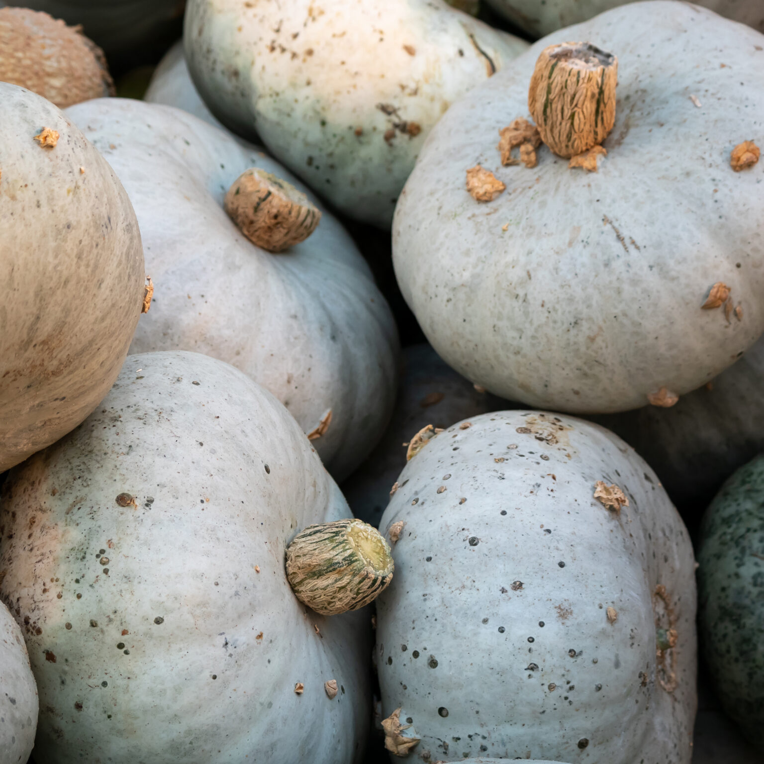 70 Varieties of Squash (A-Z Guide with Pics)