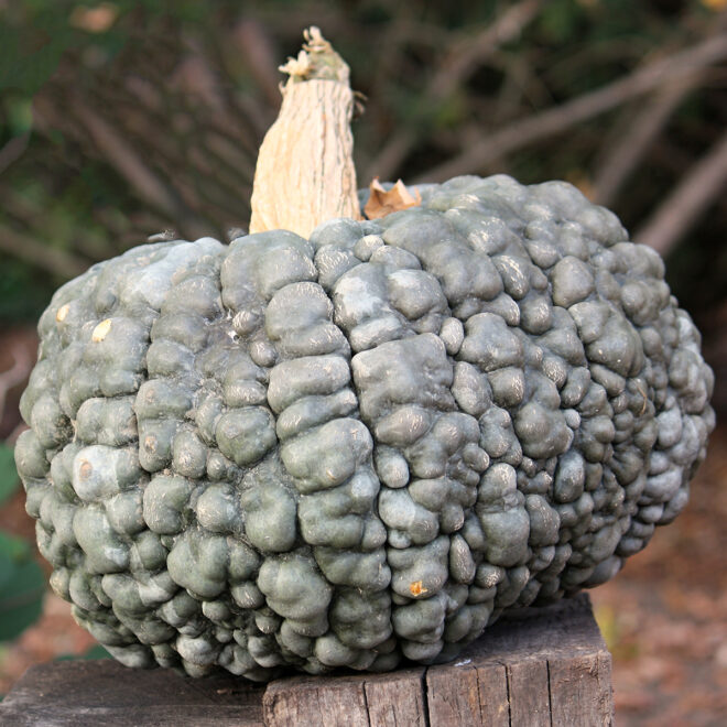 Types of Green Squash & Pumpkins - Good Gourds
