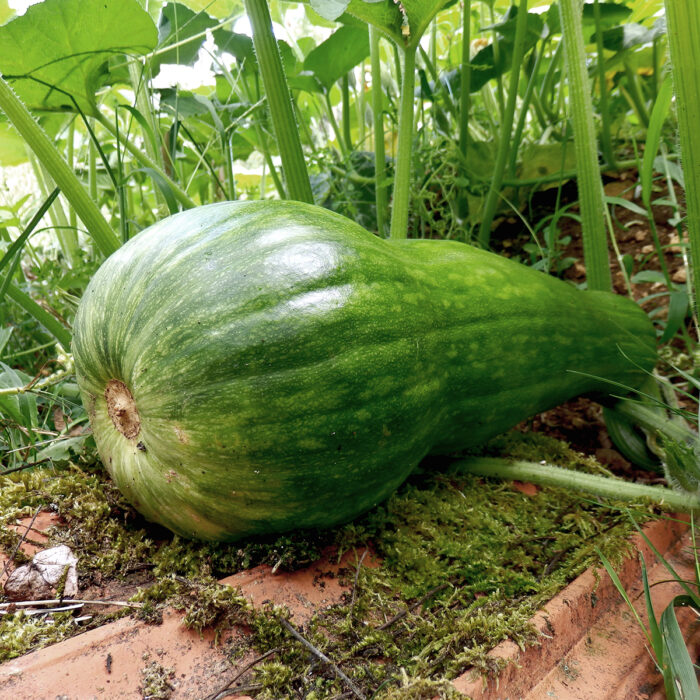Types of Green Squash & Pumpkins - Good Gourds