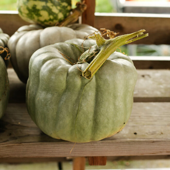 Types of Green Squash & Pumpkins - Good Gourds