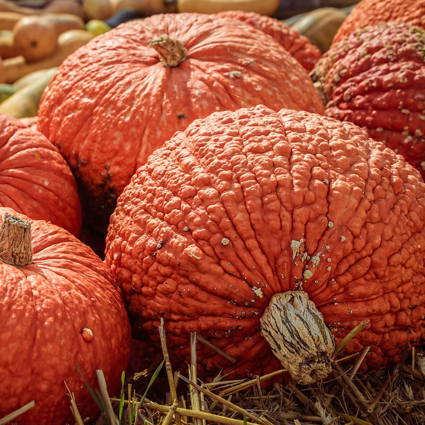 Unique Heirloom Pumpkins You Need in Your Life