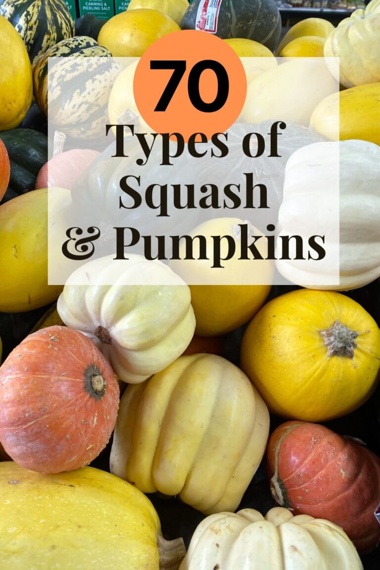 73 Types of Squash (A-Z Guide with Pics)
