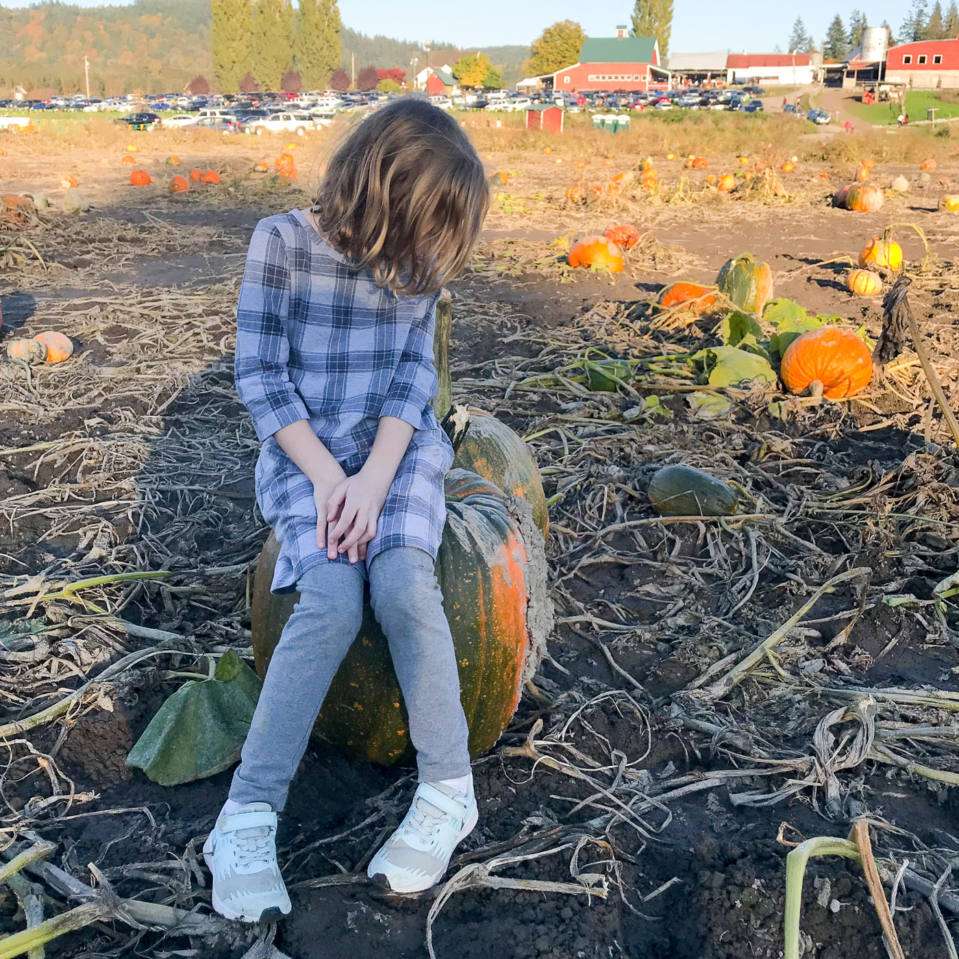 Snohomish Pumpkin Patches 2024 - Everything You Need to Know!