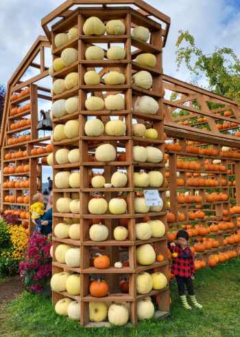 Snohomish Pumpkin Patches 2024 - Everything You Need to Know!