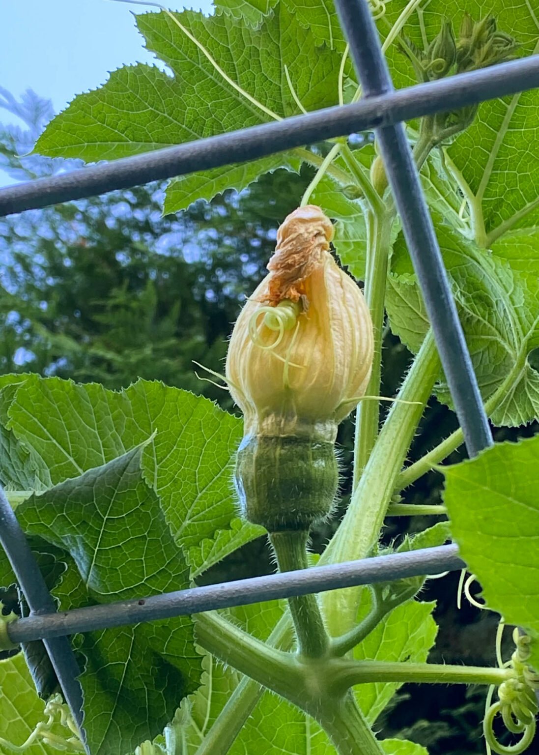 How Can I Tell if My Squash Have Been Pollinated? (and How Do I Hand ...