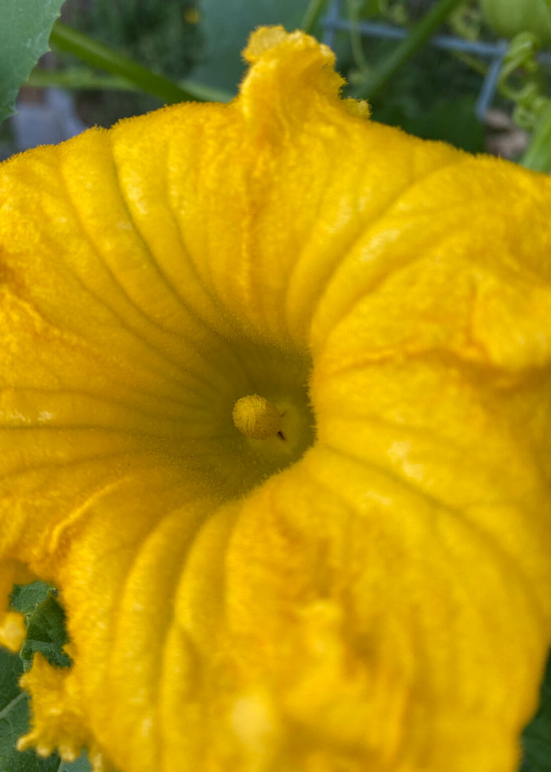 How Can I Tell if My Squash Have Been Pollinated? (and How Do I Hand ...