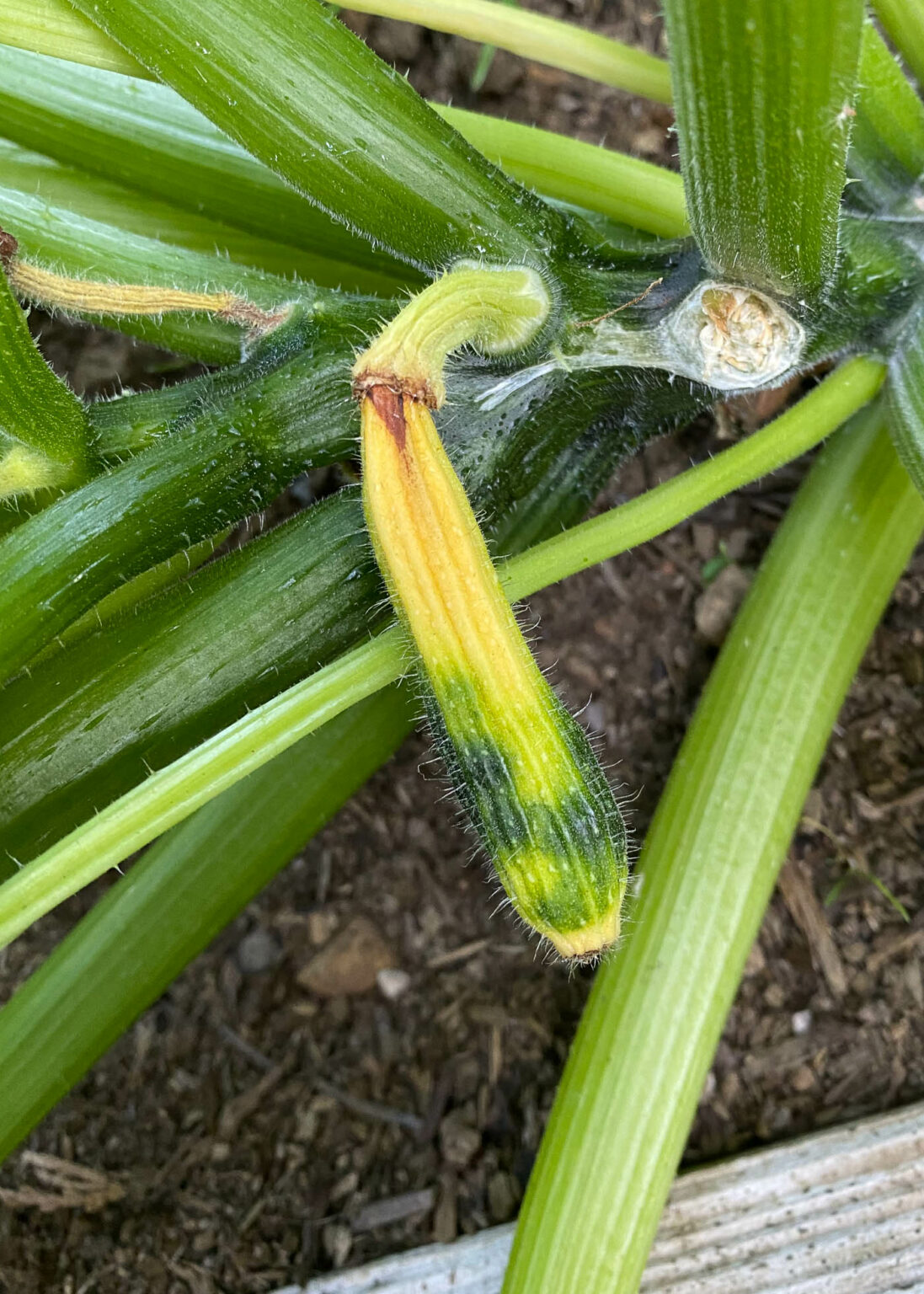 How Can I Tell if My Squash Have Been Pollinated? (and How Do I Hand ...