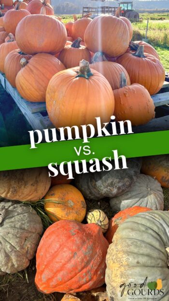 Squash vs. Pumpkin