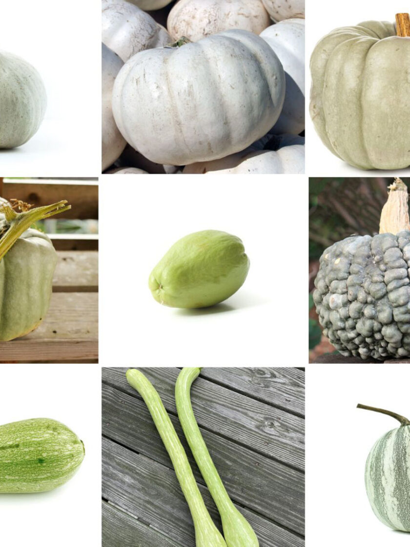Squash & Pumpkin Encyclopedia Archives - Good Gourds