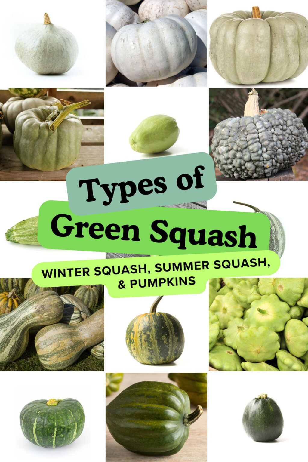 Types of Green Squash & Pumpkins - Good Gourds