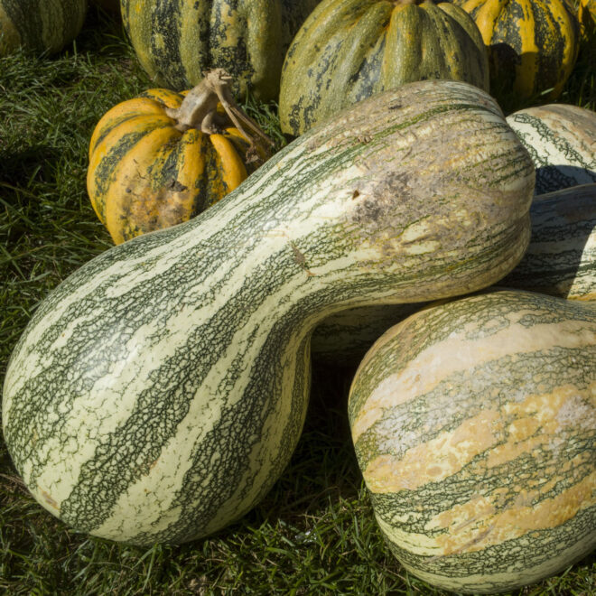 Types of Green Squash & Pumpkins - Good Gourds