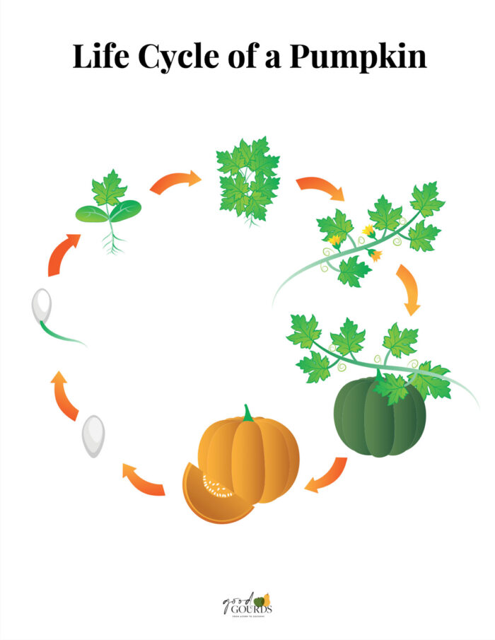 Free Pumpkin Life Cycle Printable
