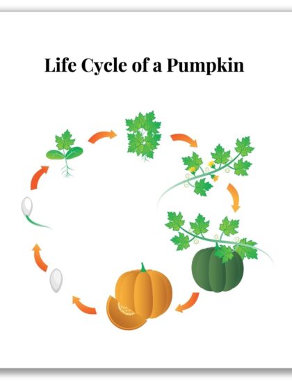 Squash & Pumpkin Encyclopedia Archives - Good Gourds