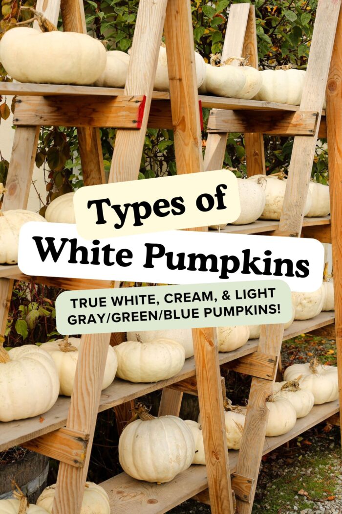 10+ Types of White Pumpkins