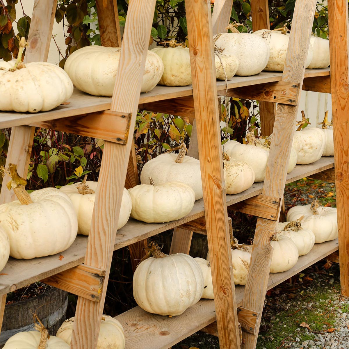 10+ Types of White Pumpkins