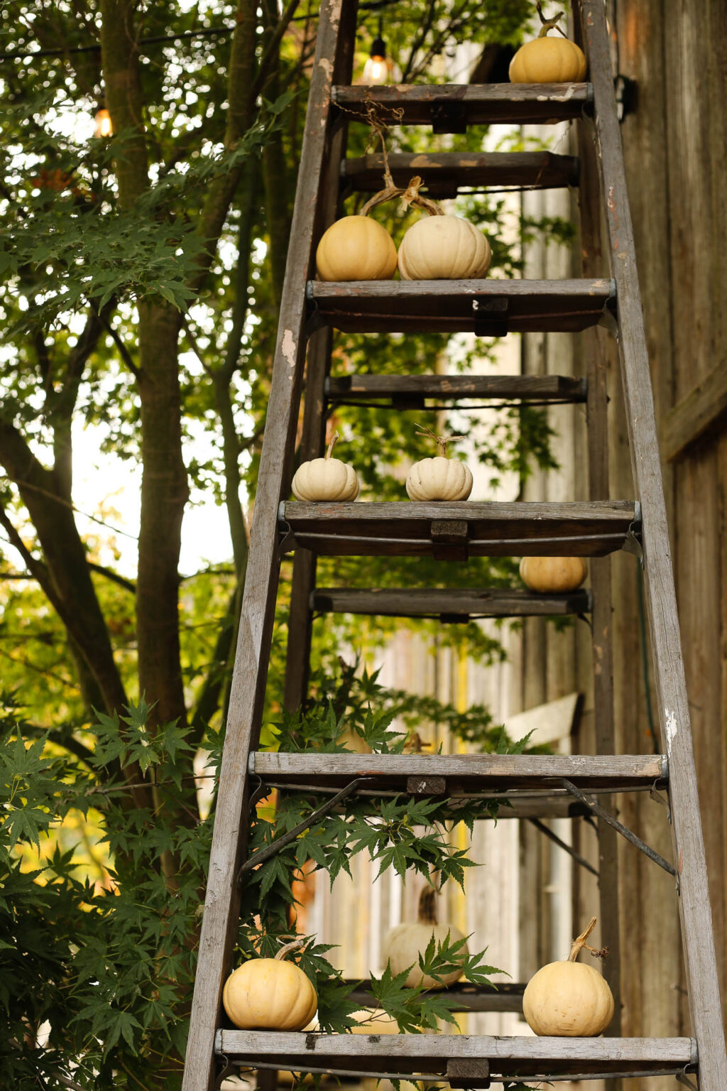 10+ Types of White Pumpkins
