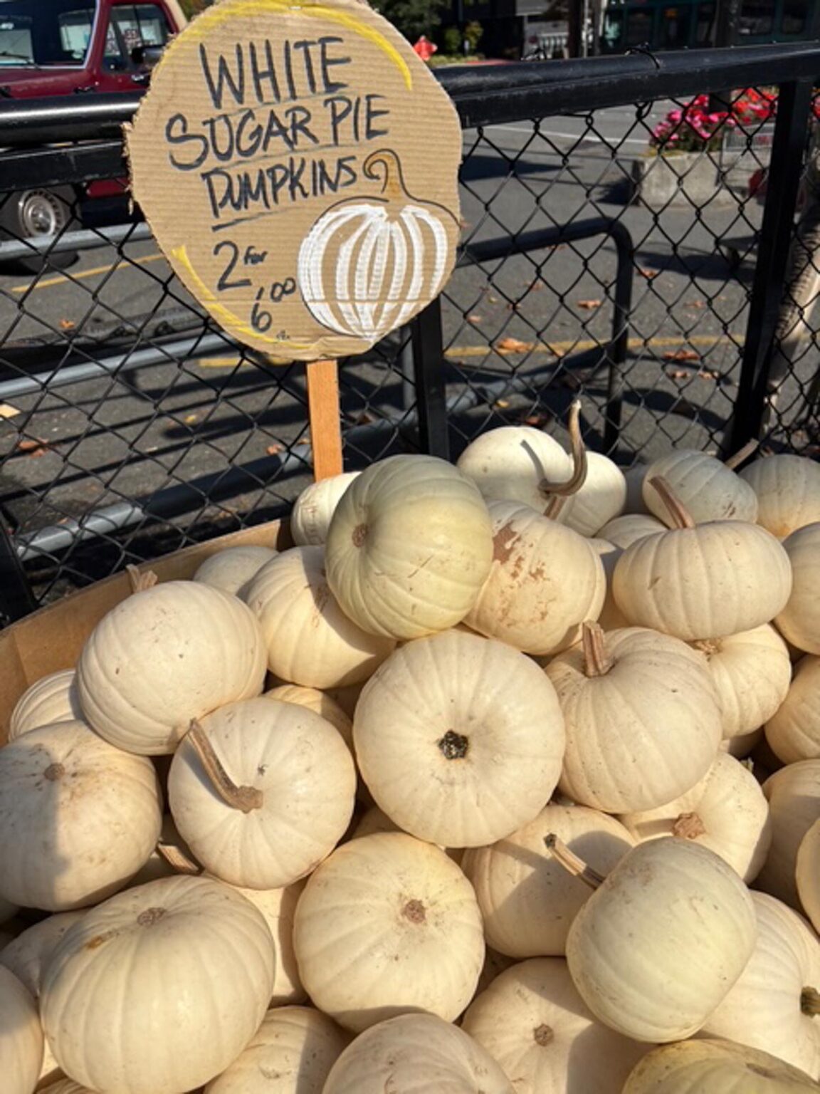 10+ Types of White Pumpkins